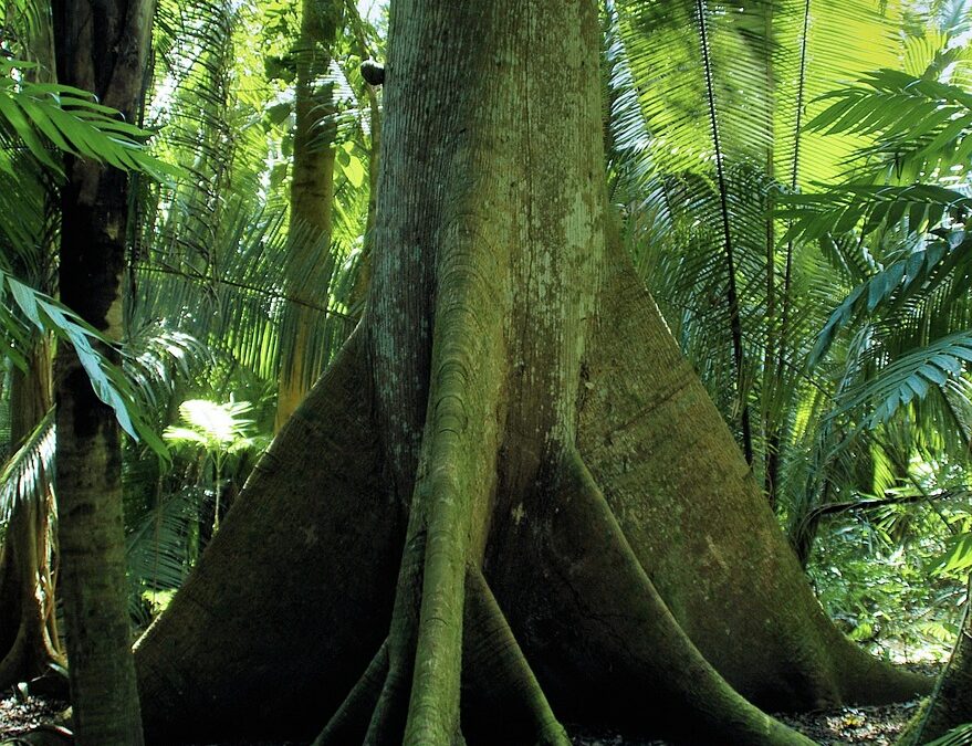 Exotic Wood - Live Edge Wood Slabs - Buy Wood Canada & USA